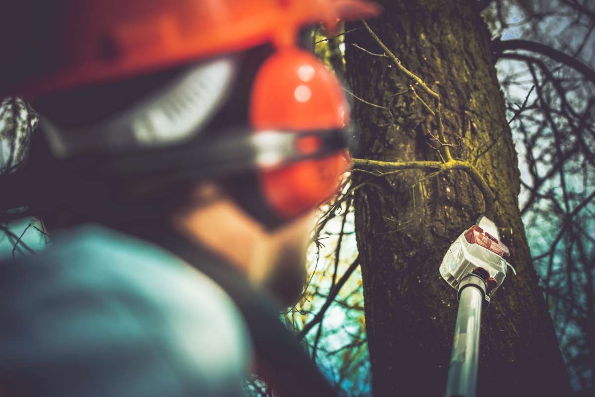 Diamond Tree Experts - Tree service - South Salt Lake, Utah