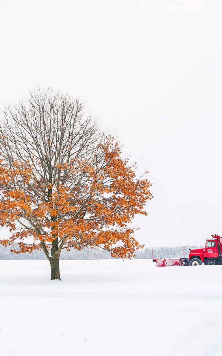 Winter Tree Care Tips: Protect Your Trees from the Cold and Snow