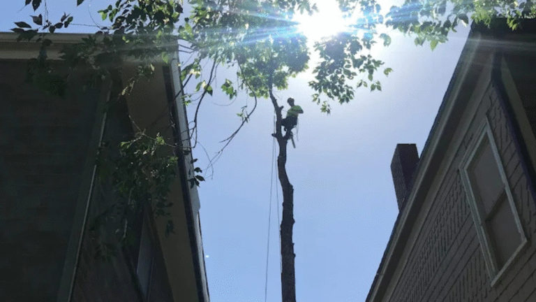 Does State Farm Pay for Tree Removal