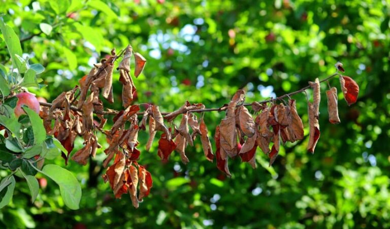 Fire Blight: Symptoms, Treatment, and Control