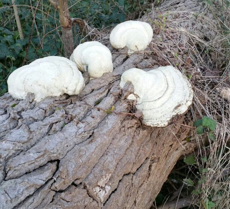 Identify and Prevent White Tree Fungus Effectively