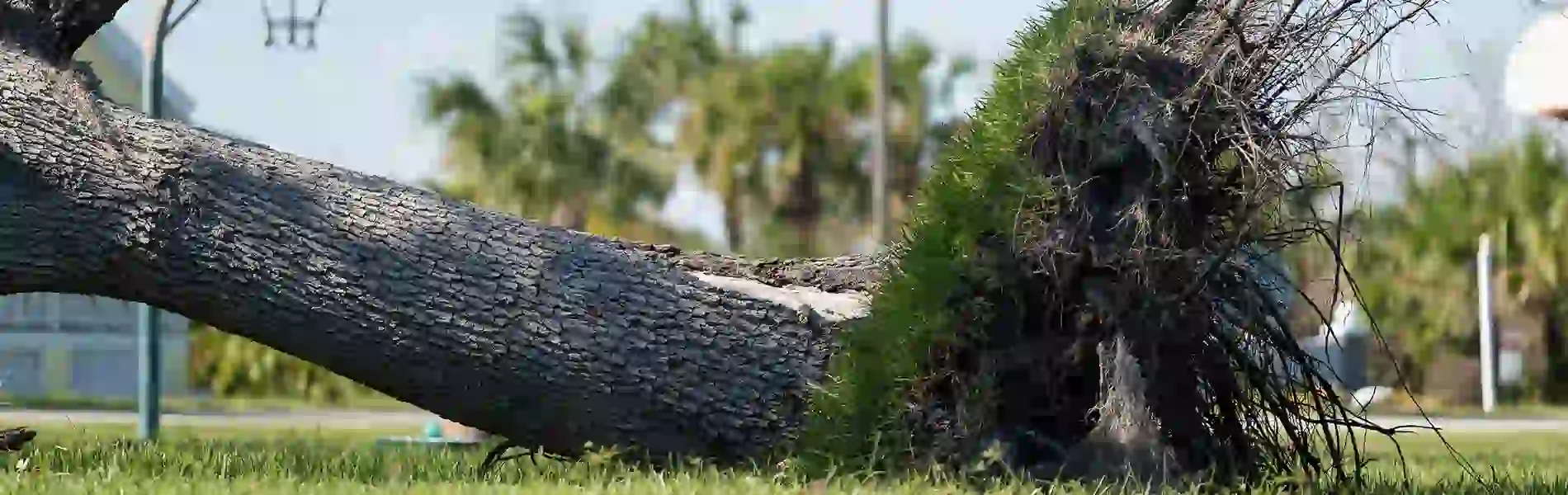 Understanding Winter Storm Tree Damage and Its Impact
